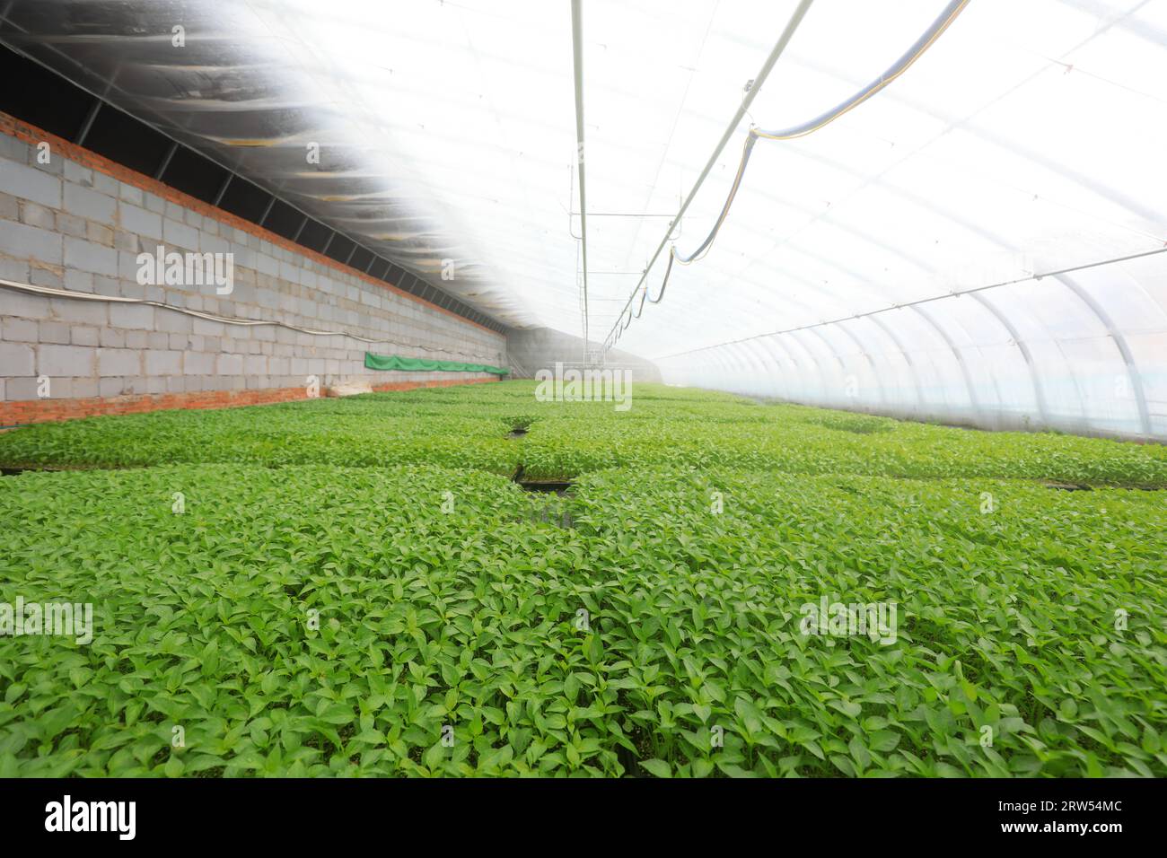 The vigorous growth of pepper seedlings in the nursery, North China ...