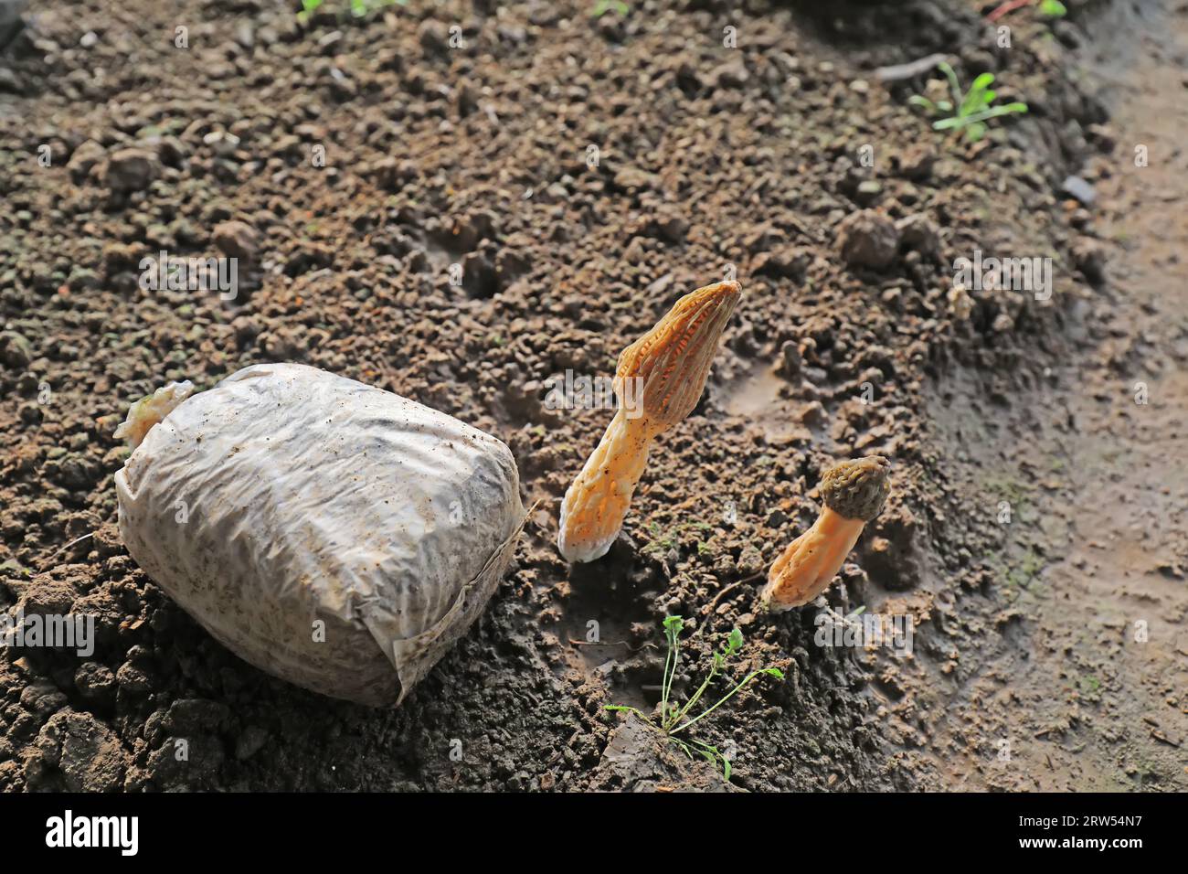 The vigorous growth of Morchella in a greenhouse, North China Stock ...