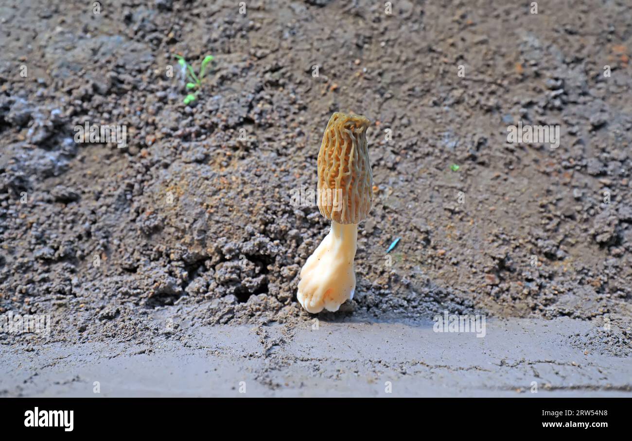 The vigorous growth of Morchella in a greenhouse, North China Stock ...