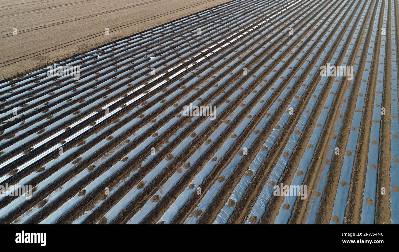 Potato covered with plastic film in the field, North China Stock Photo ...
