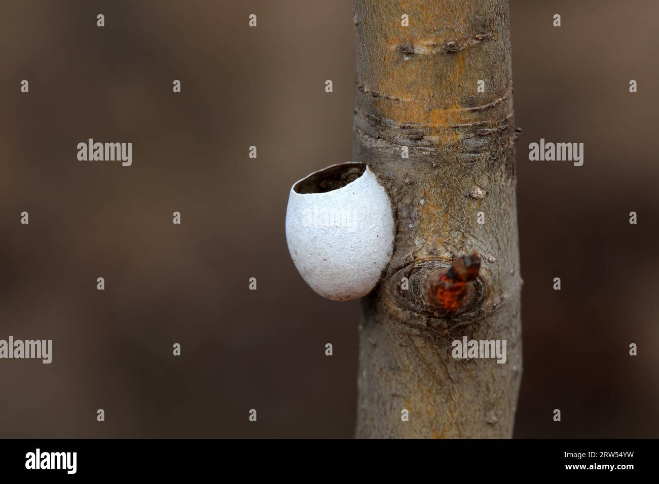 Moth eggs hi-res stock photography and images - Alamy