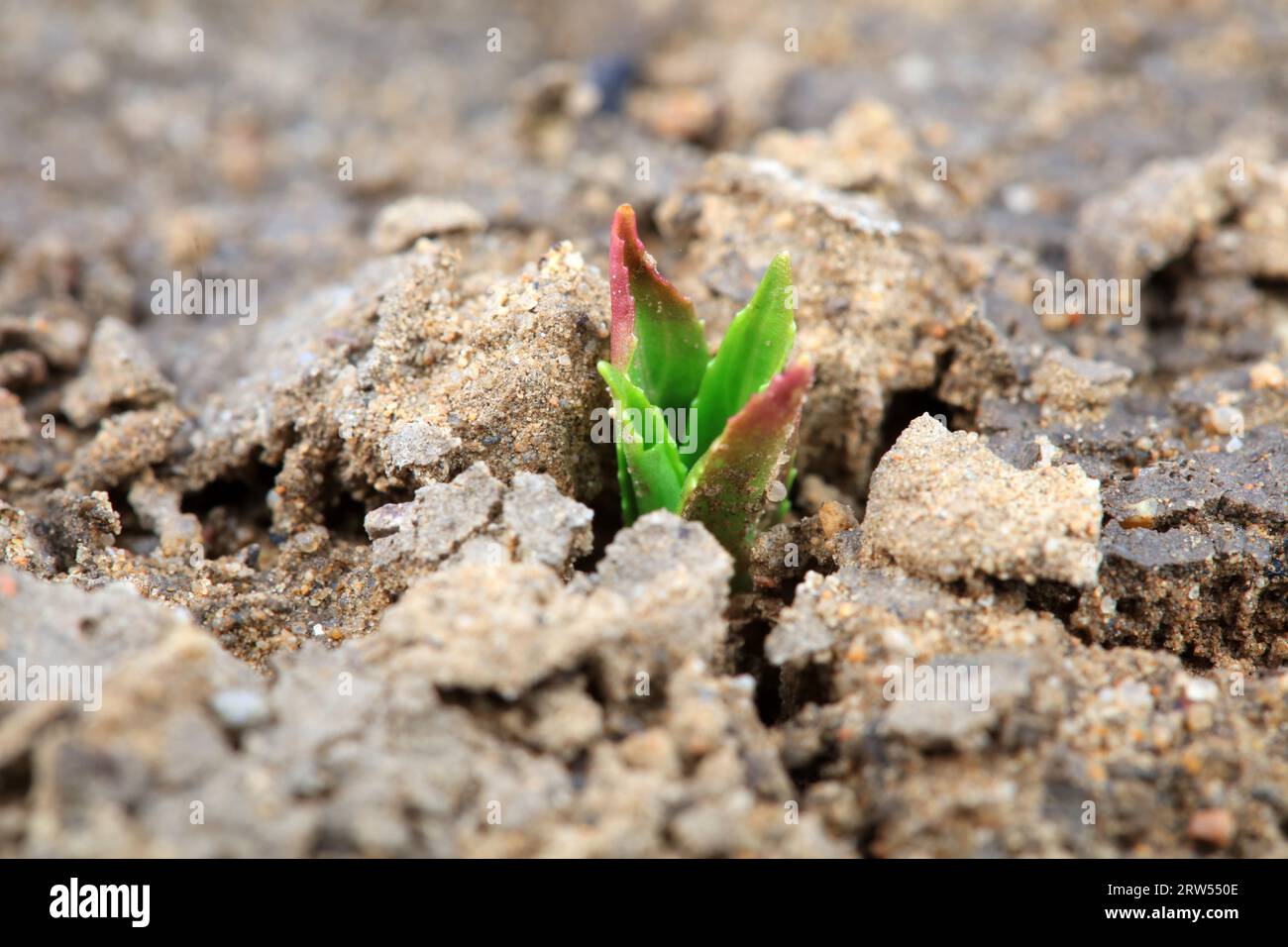 Plants sprout out of the soil Stock Photo - Alamy