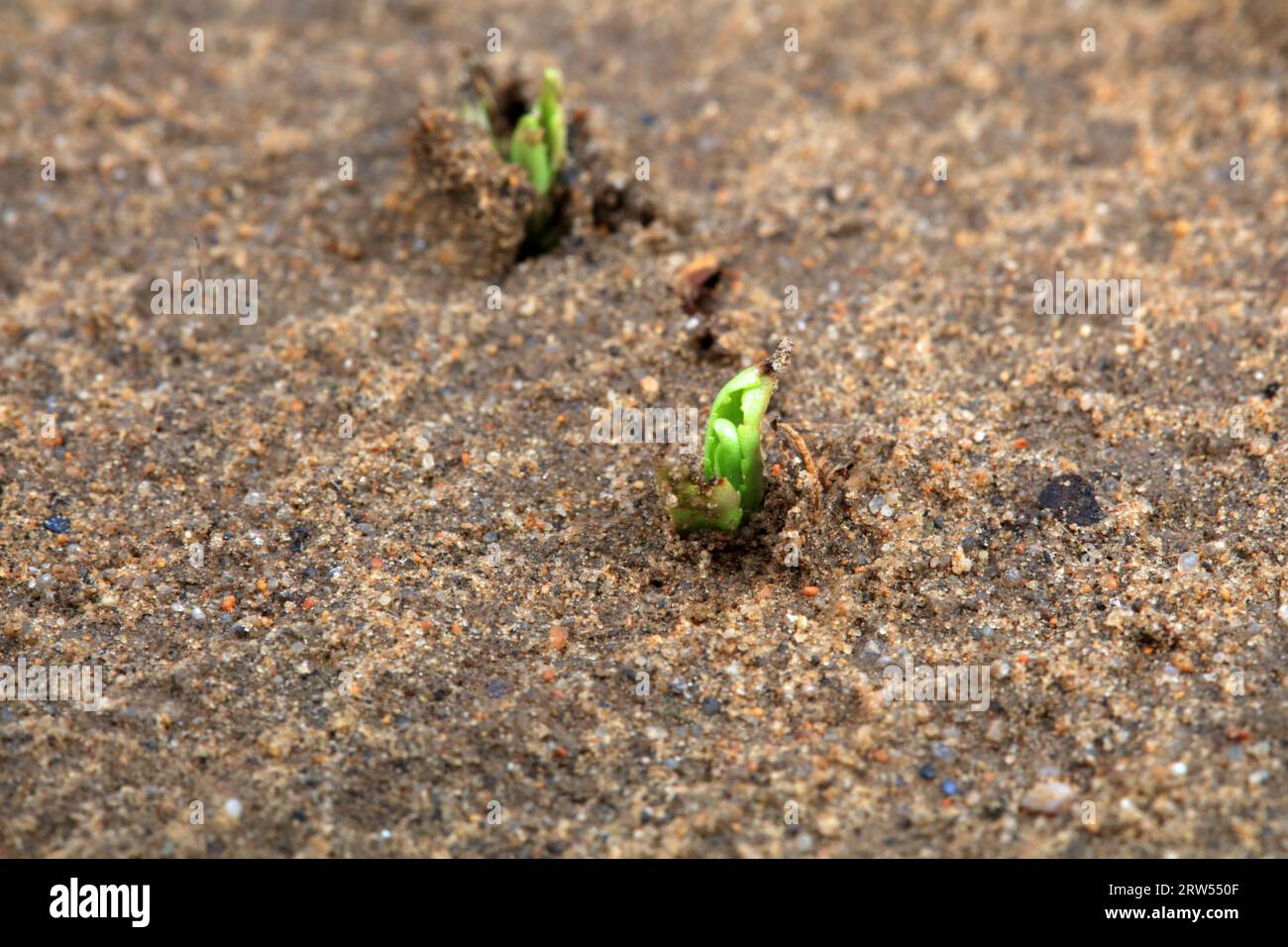 Plants sprout out of the soil Stock Photo - Alamy