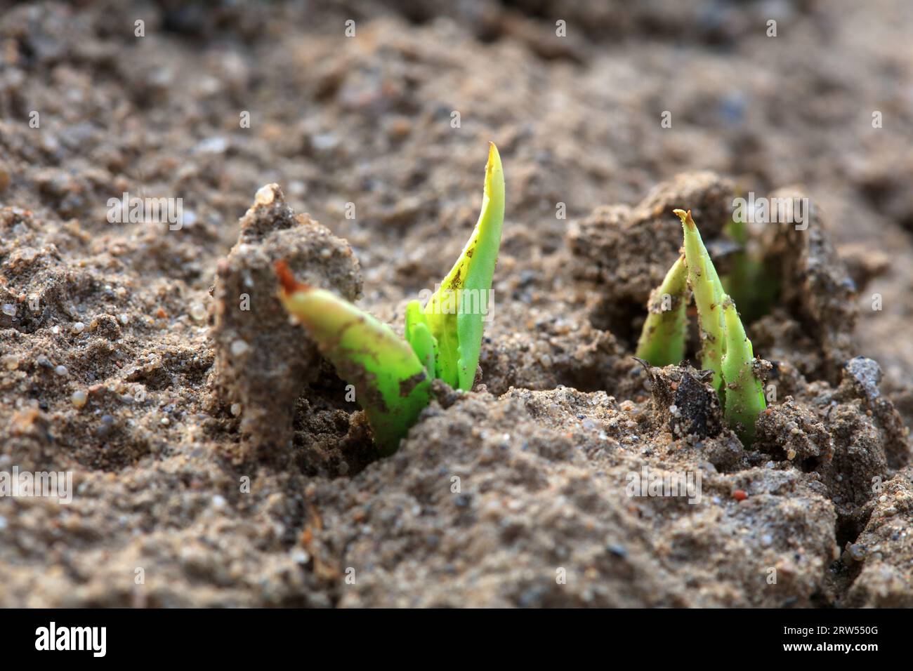 Plants sprout out of the soil Stock Photo - Alamy