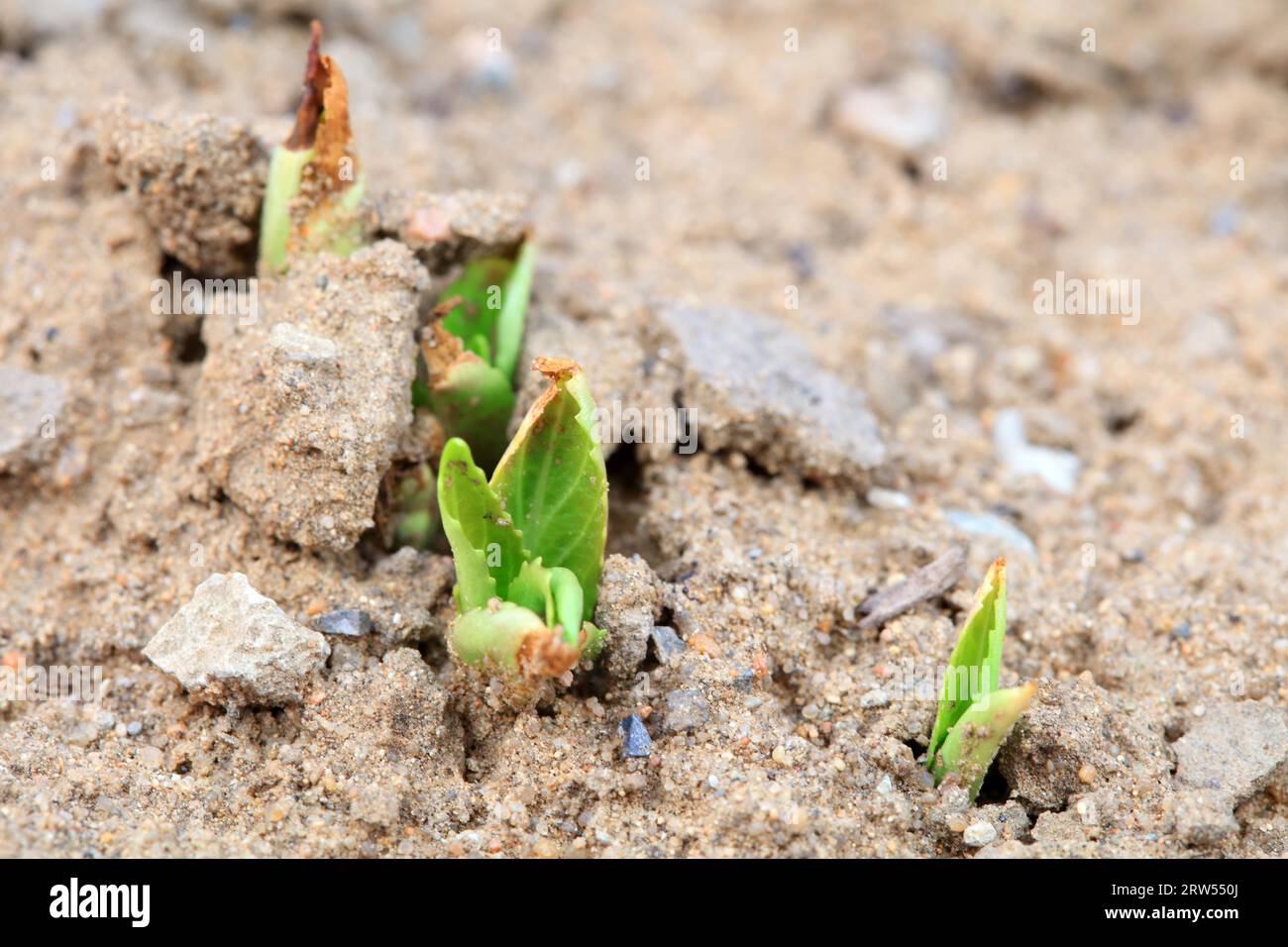 Plants sprout out of the soil Stock Photo - Alamy