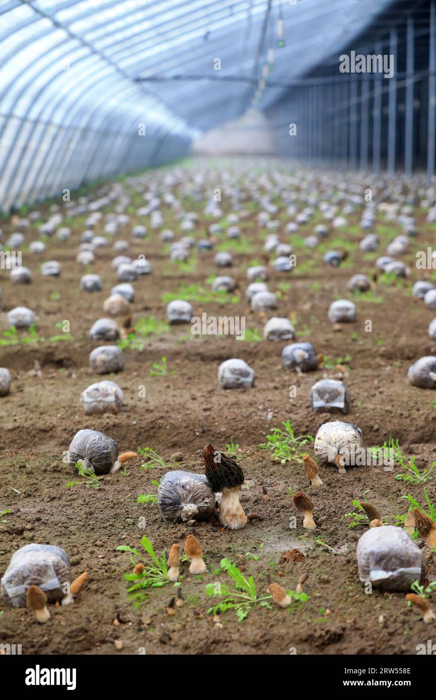 Morel grow sturdily in the greenhouse, North China Stock Photo - Alamy