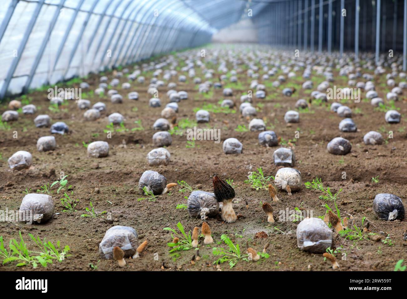 Morel grow sturdily in the greenhouse, North China Stock Photo - Alamy