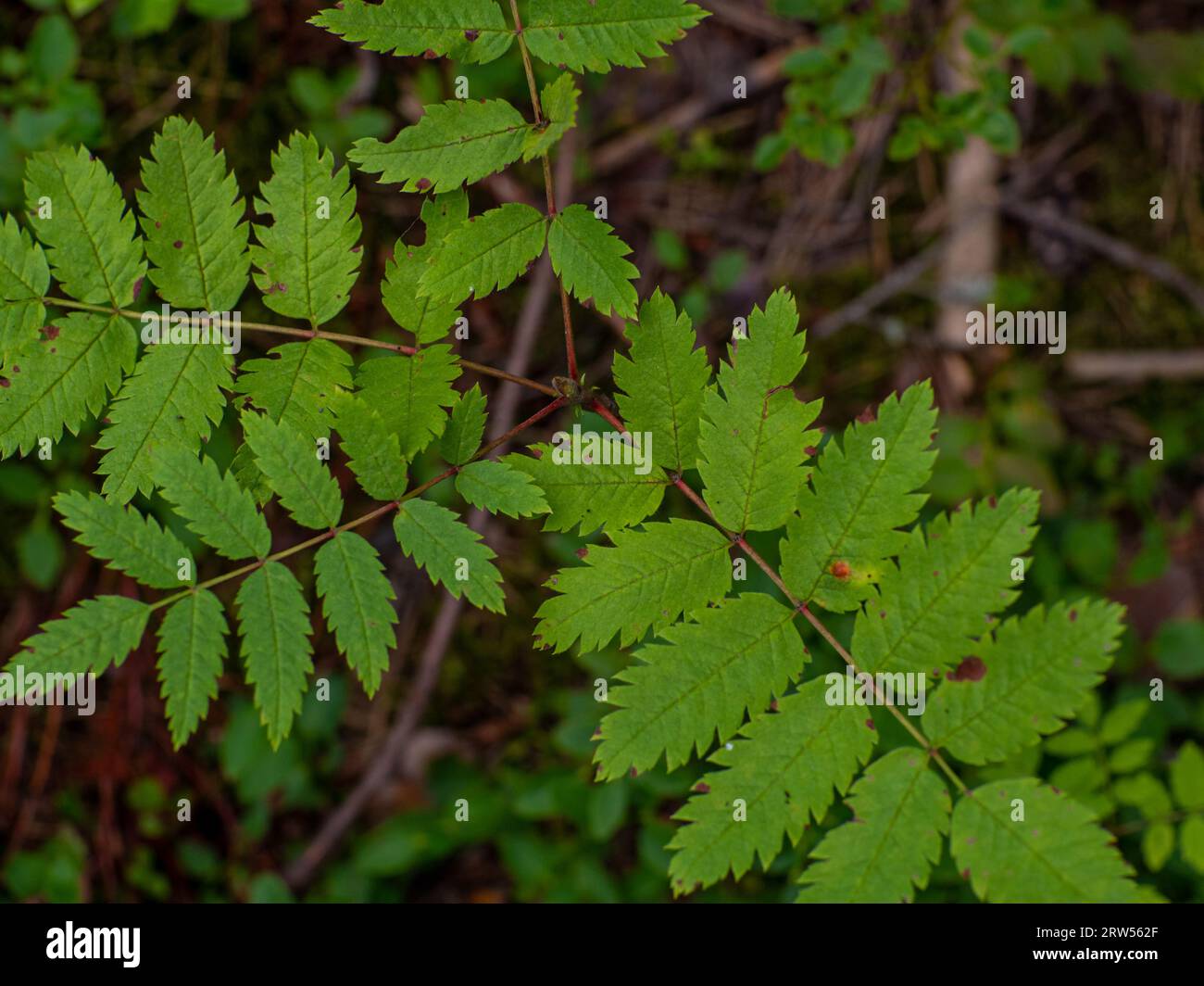 Common mountain ash branch with green leaves Stock Photo - Alamy