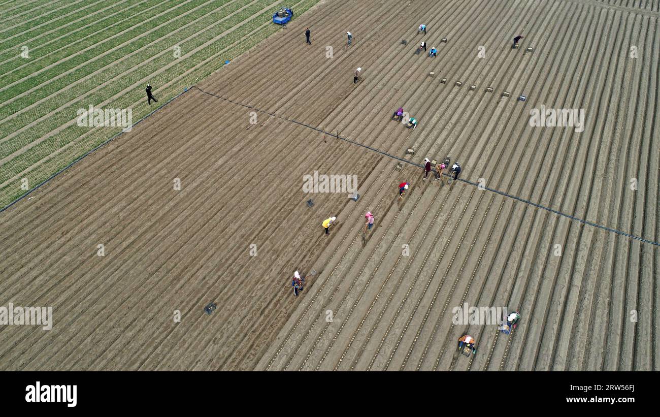 Farmers grow ginger in fields, aerial photo, China Stock Photo - Alamy