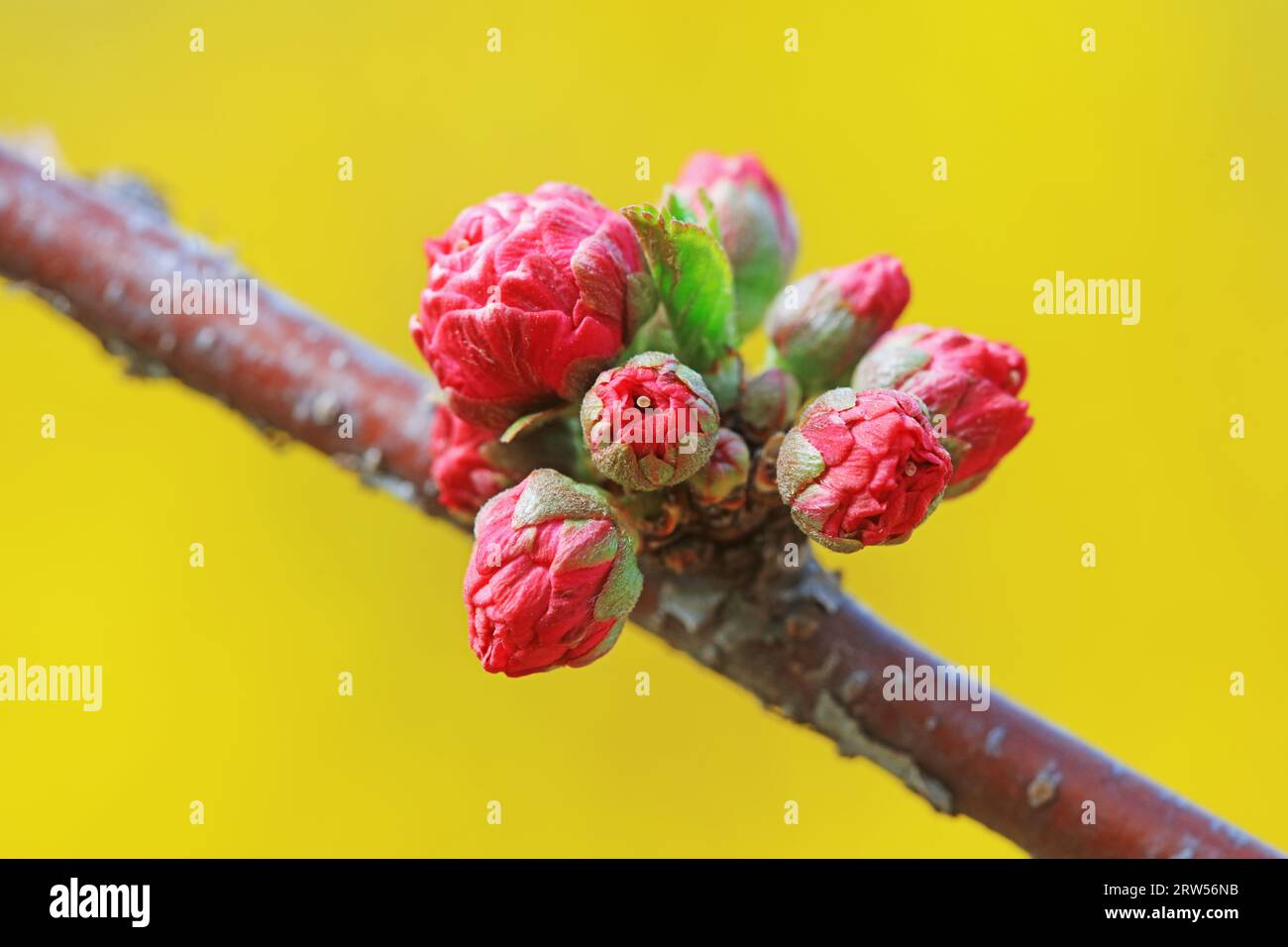 Peach buds hi-res stock photography and images - Alamy