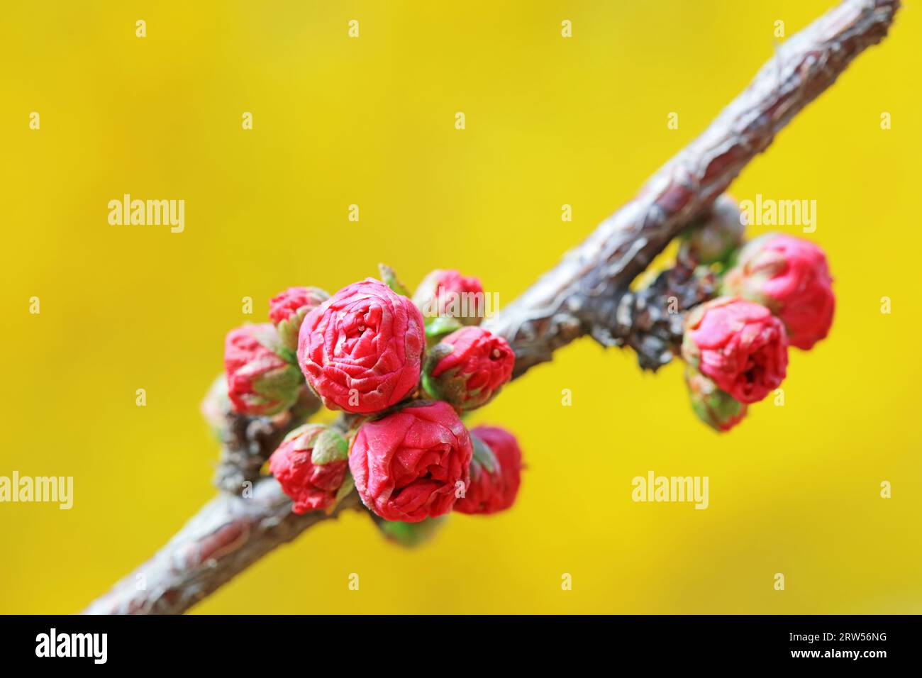 Peach buds hi-res stock photography and images - Alamy
