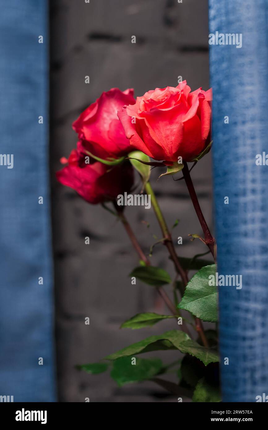 Closeup three red roses hi-res stock photography and images - Alamy