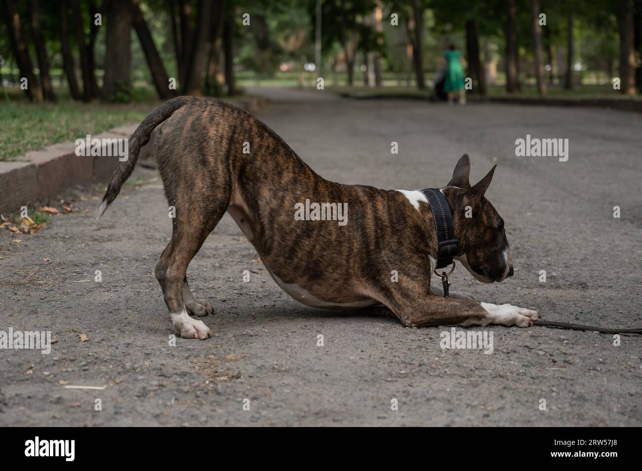 A brindle bull terrier performs a bow command on a walk in the park ...