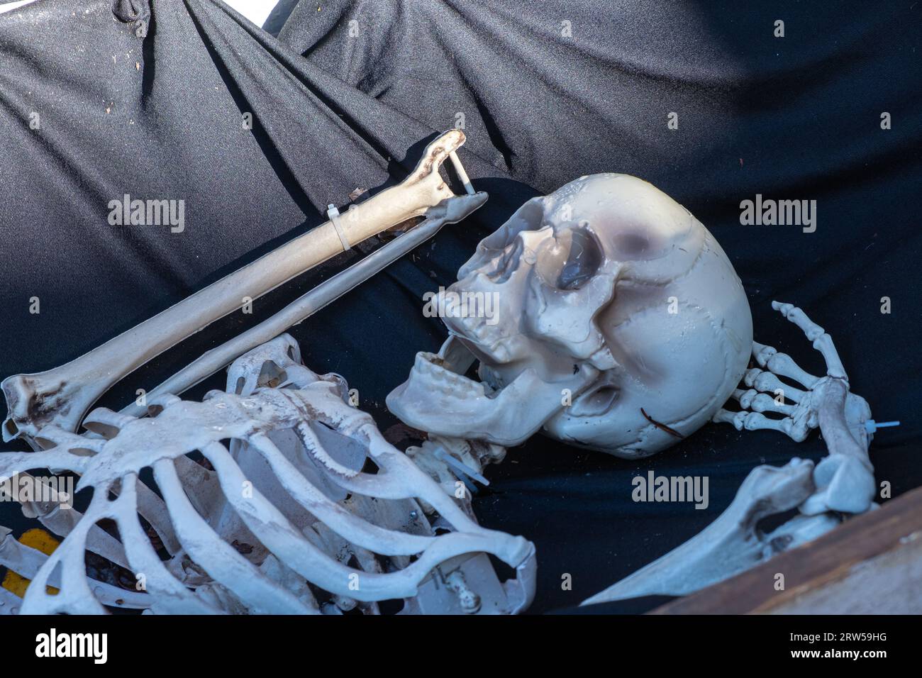 Plastic human skeleton hi-res stock photography and images - Alamy