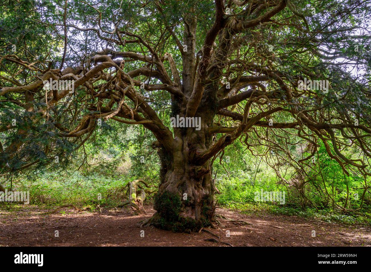 Yew tree in the ancient Kingley Vale yew forest with trees estimated up ...