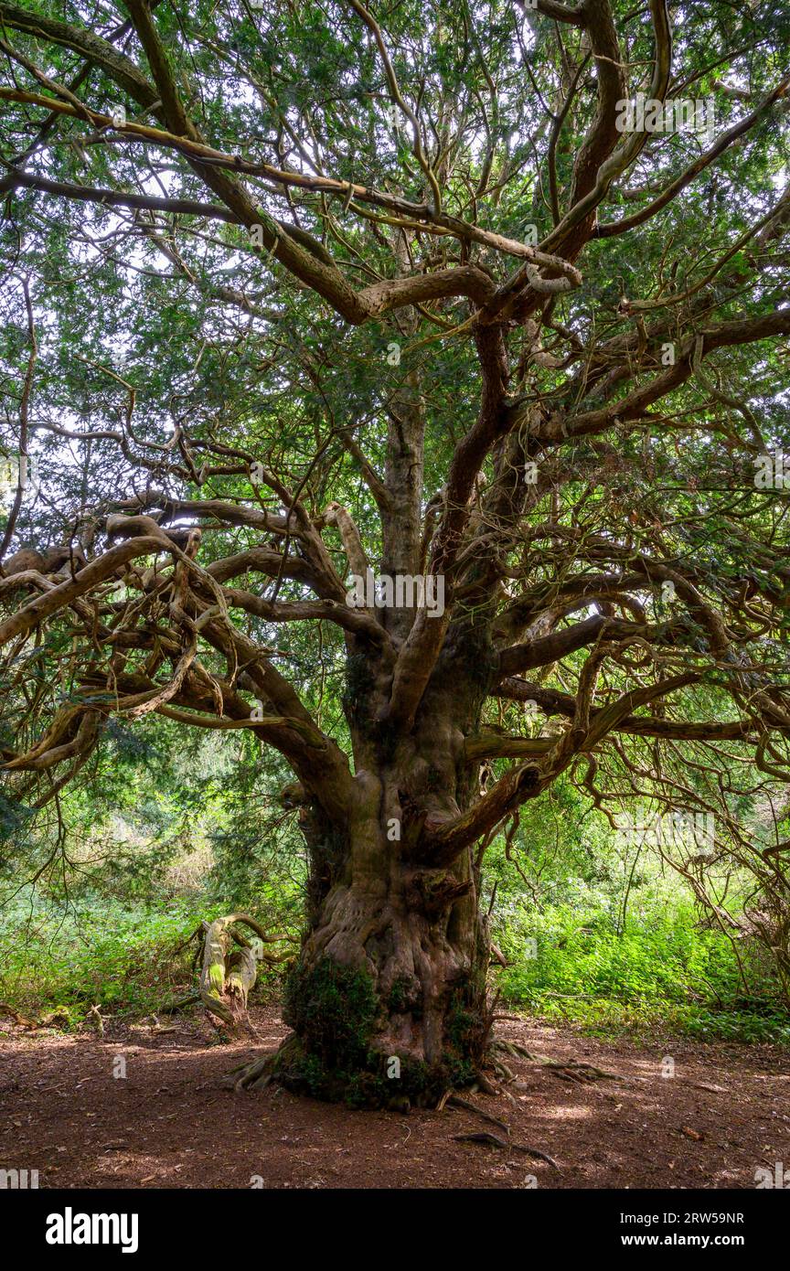 Yew tree in the ancient Kingley Vale yew forest with trees estimated up ...