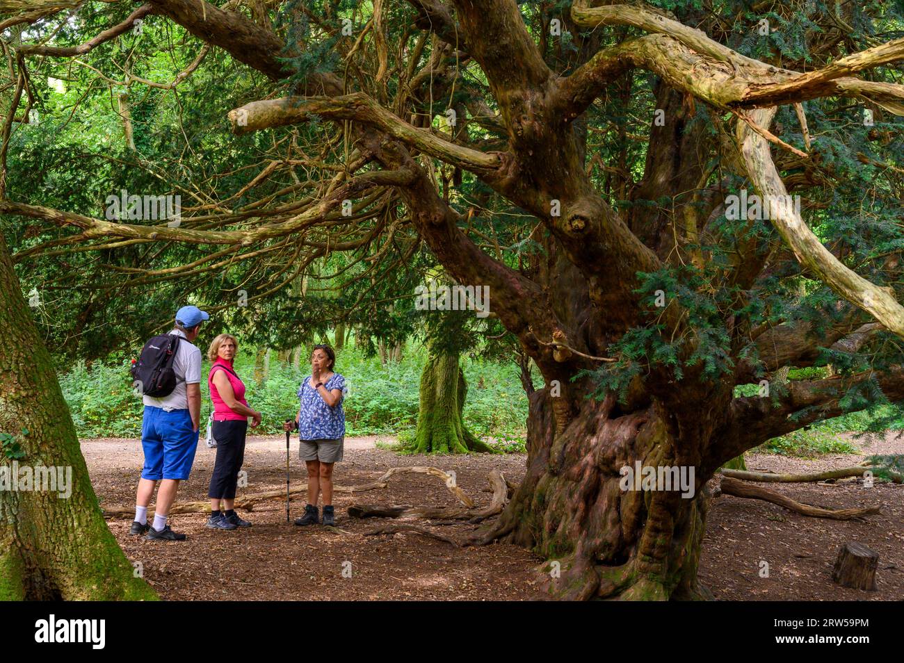 Visitors stand under a yew tree in the ancient Kingley Vale yew forest ...