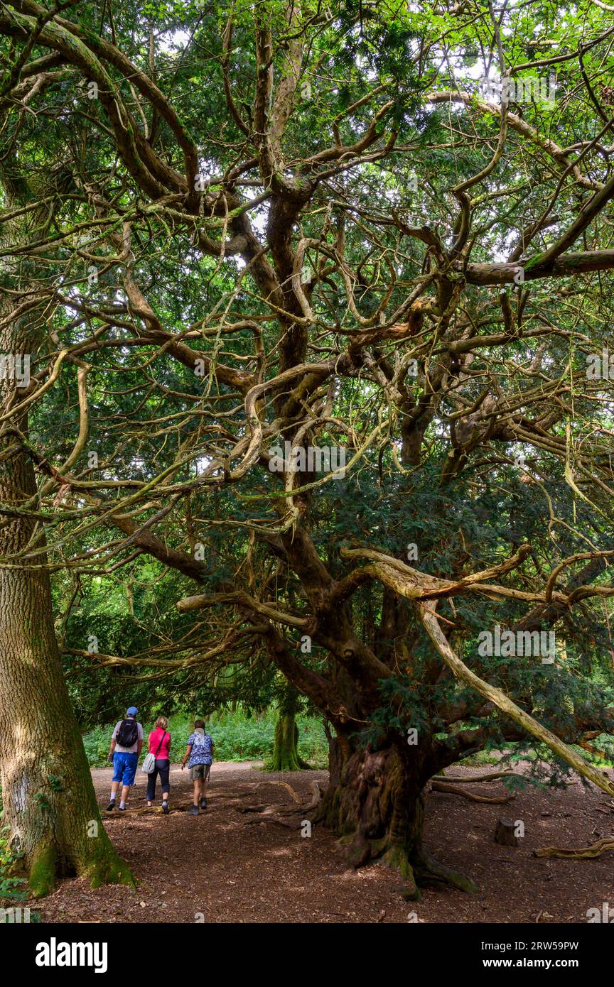 Visitors walk among yew trees in the ancient Kingley Vale yew forest ...