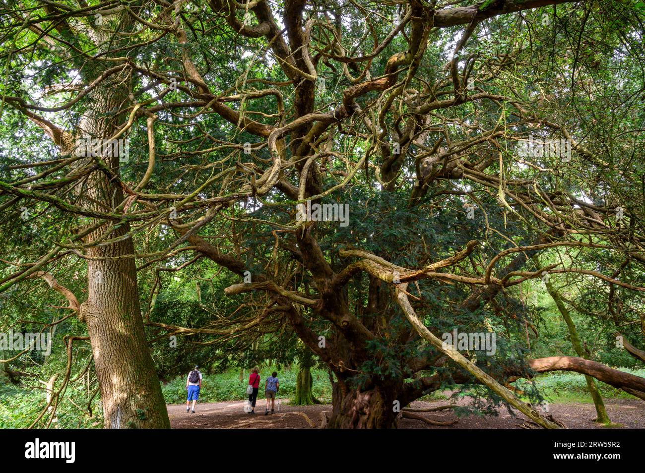 Visitors walk among yew trees in the ancient Kingley Vale yew forest ...