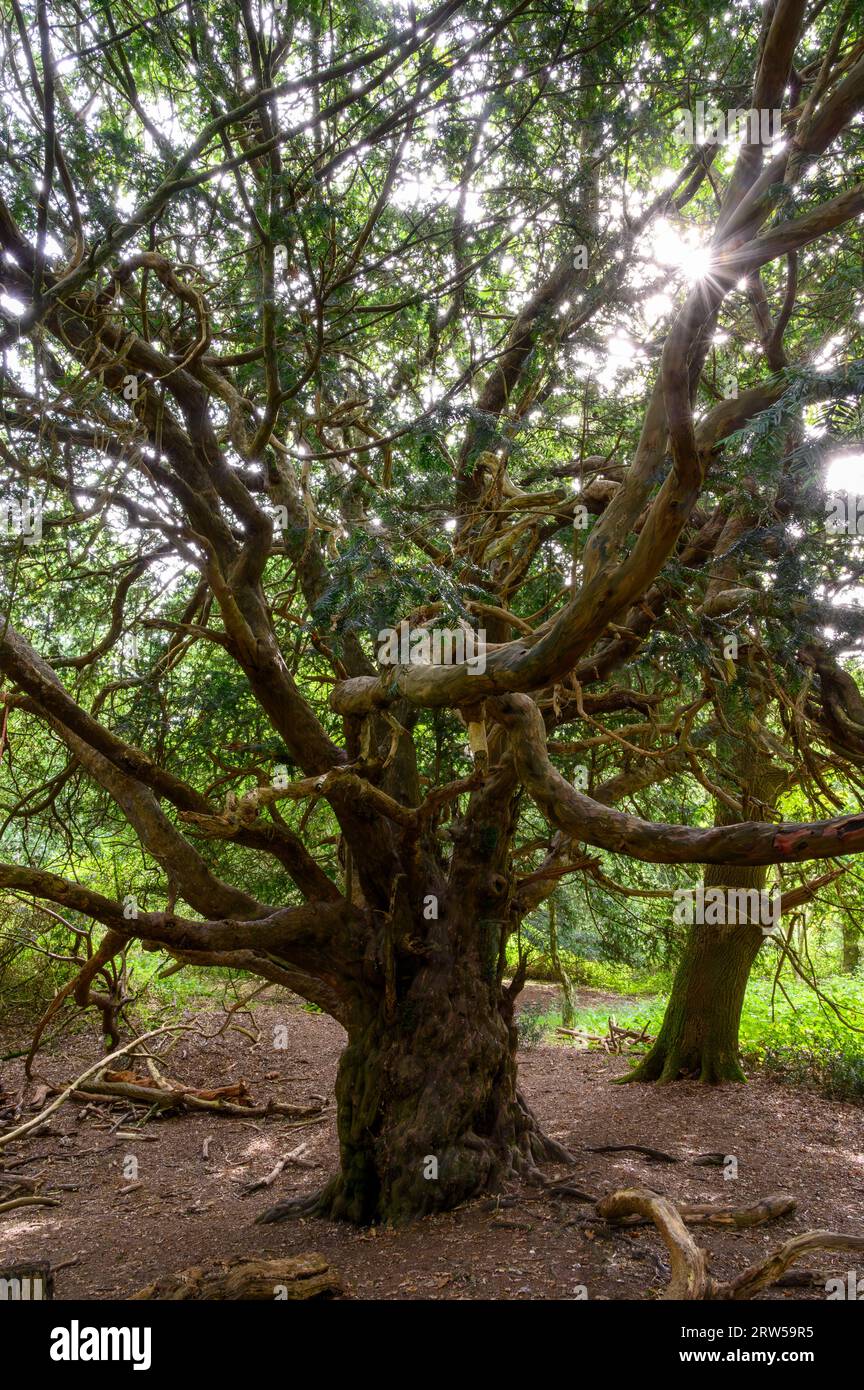 Yew tree in the ancient Kingley Vale yew forest with trees estimated up ...