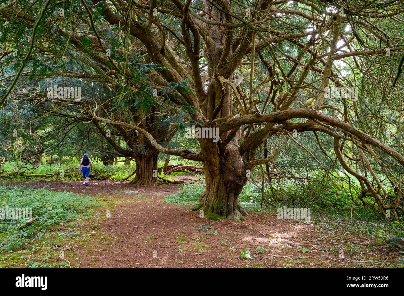 A man walks among yew trees in the ancient Kingley Vale yew forest with ...