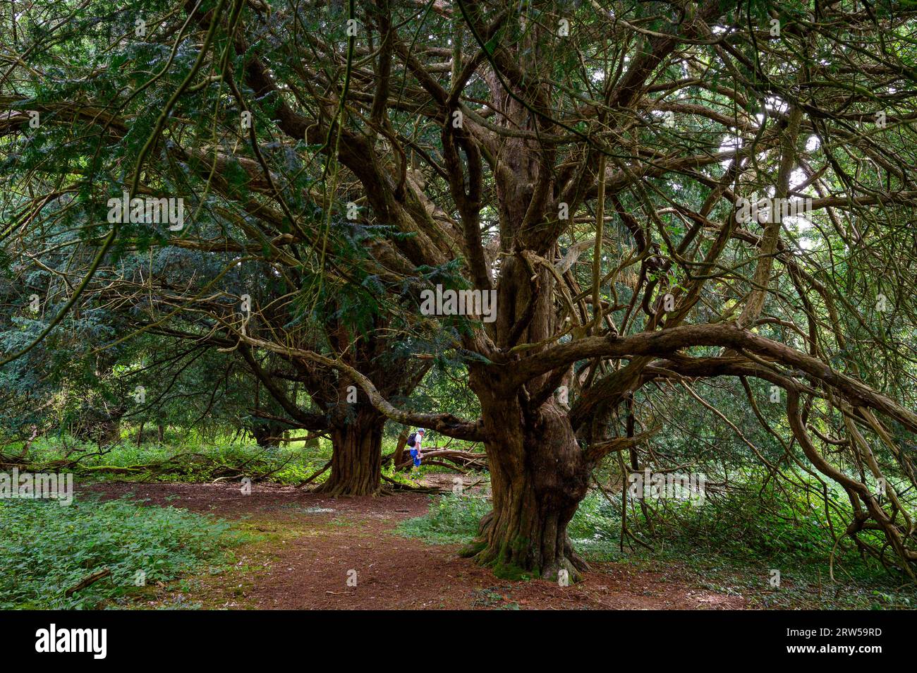 A man walks among yew trees in the ancient Kingley Vale yew forest with ...