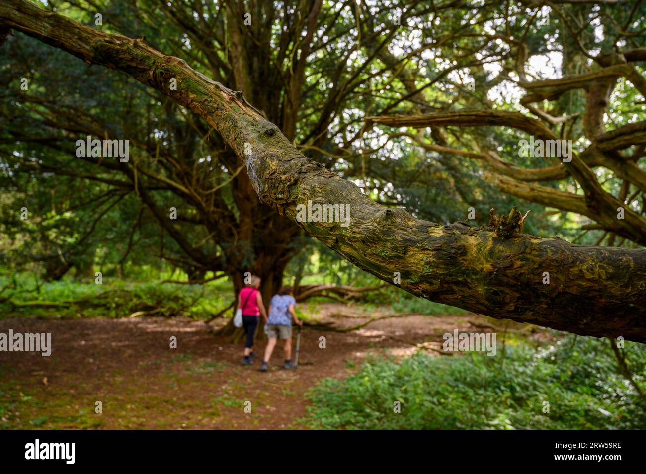 Yew tree in the ancient Kingley Vale yew forest with trees estimated up ...