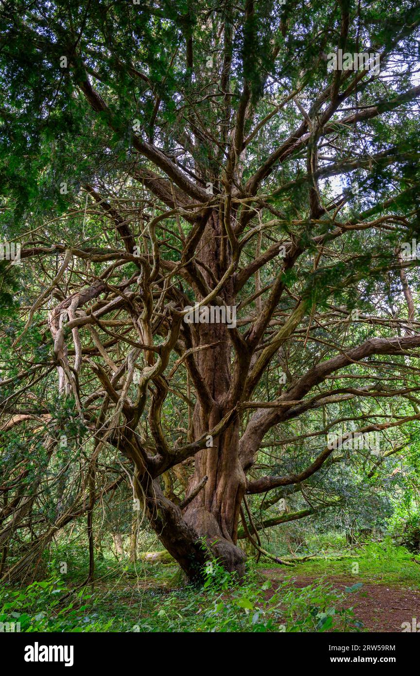 Yew tree in the ancient Kingley Vale yew forest with trees estimated up ...