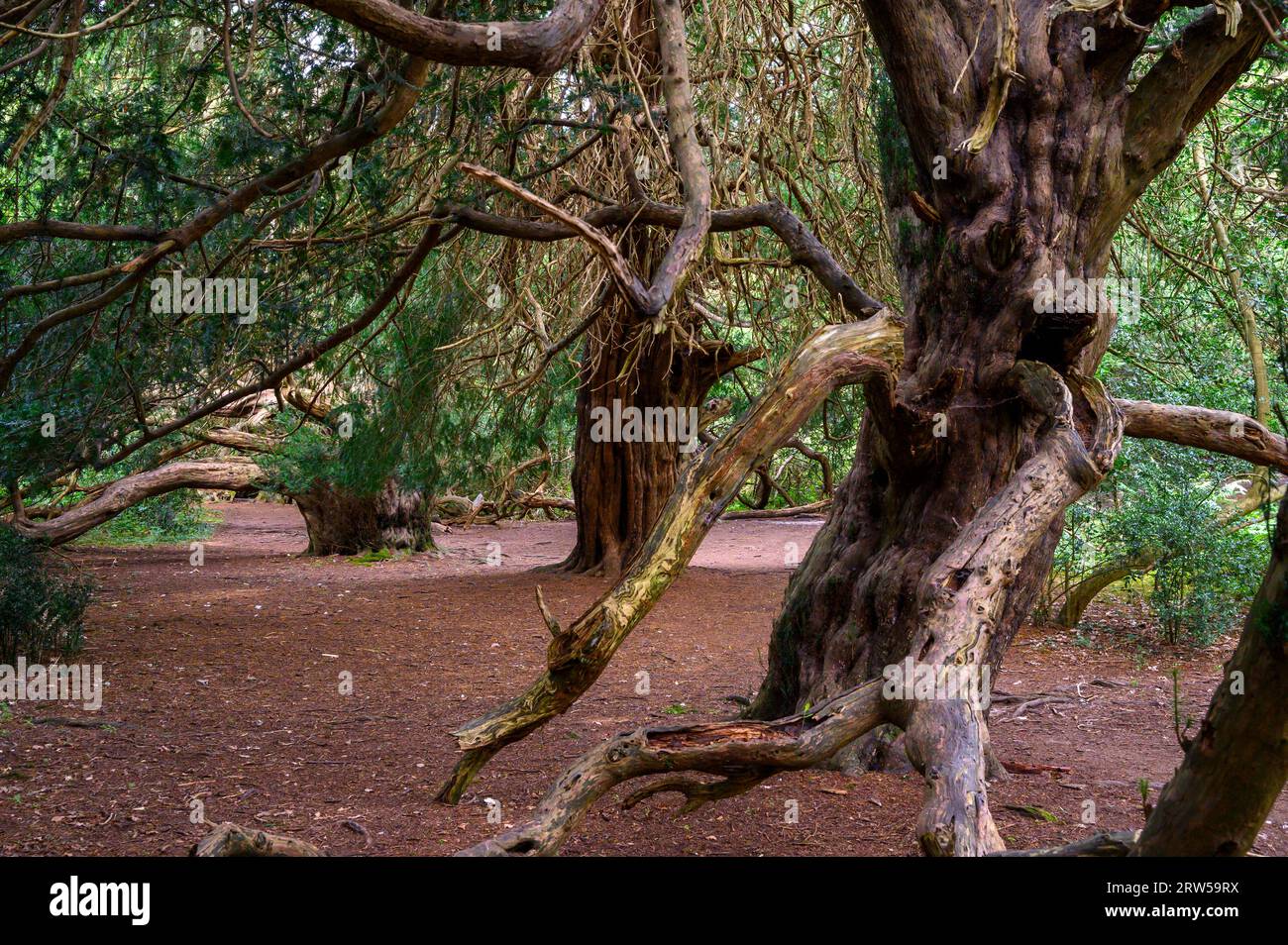 Yew tree in the ancient Kingley Vale yew forest with trees estimated up ...
