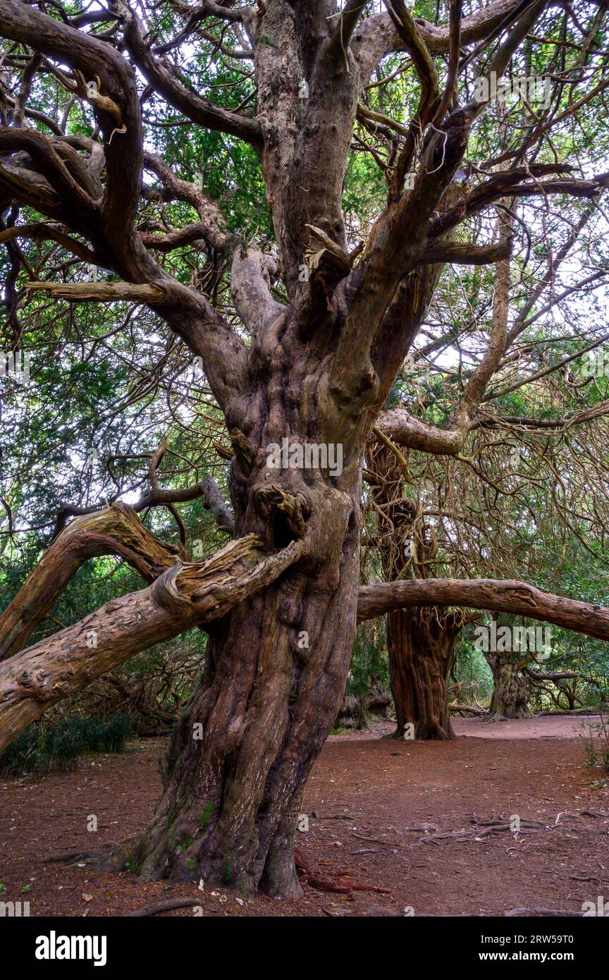 Yew tree in the ancient Kingley Vale yew forest with trees estimated up ...