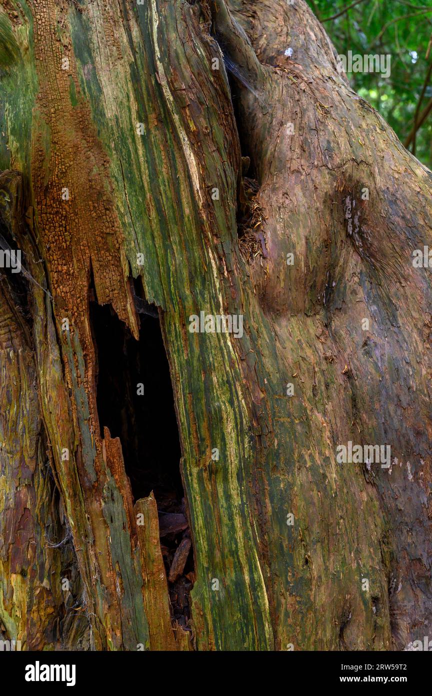 Detail of a hollow yew tree in the ancient Kingley Vale yew forest with ...