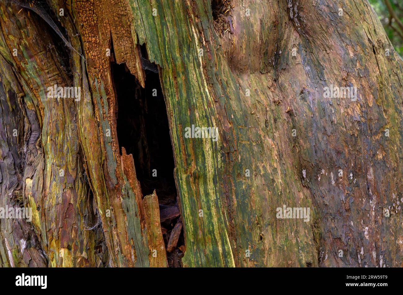 Detail of a hollow yew tree in the ancient Kingley Vale yew forest with ...