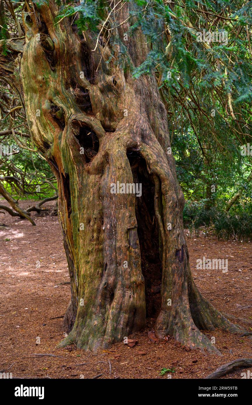 Yew tree in the ancient Kingley Vale yew forest with trees estimated up ...