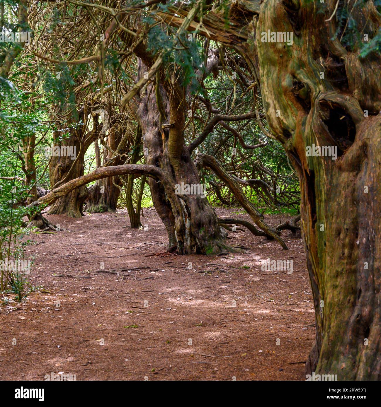 Yew tree in the ancient Kingley Vale yew forest with trees estimated up ...