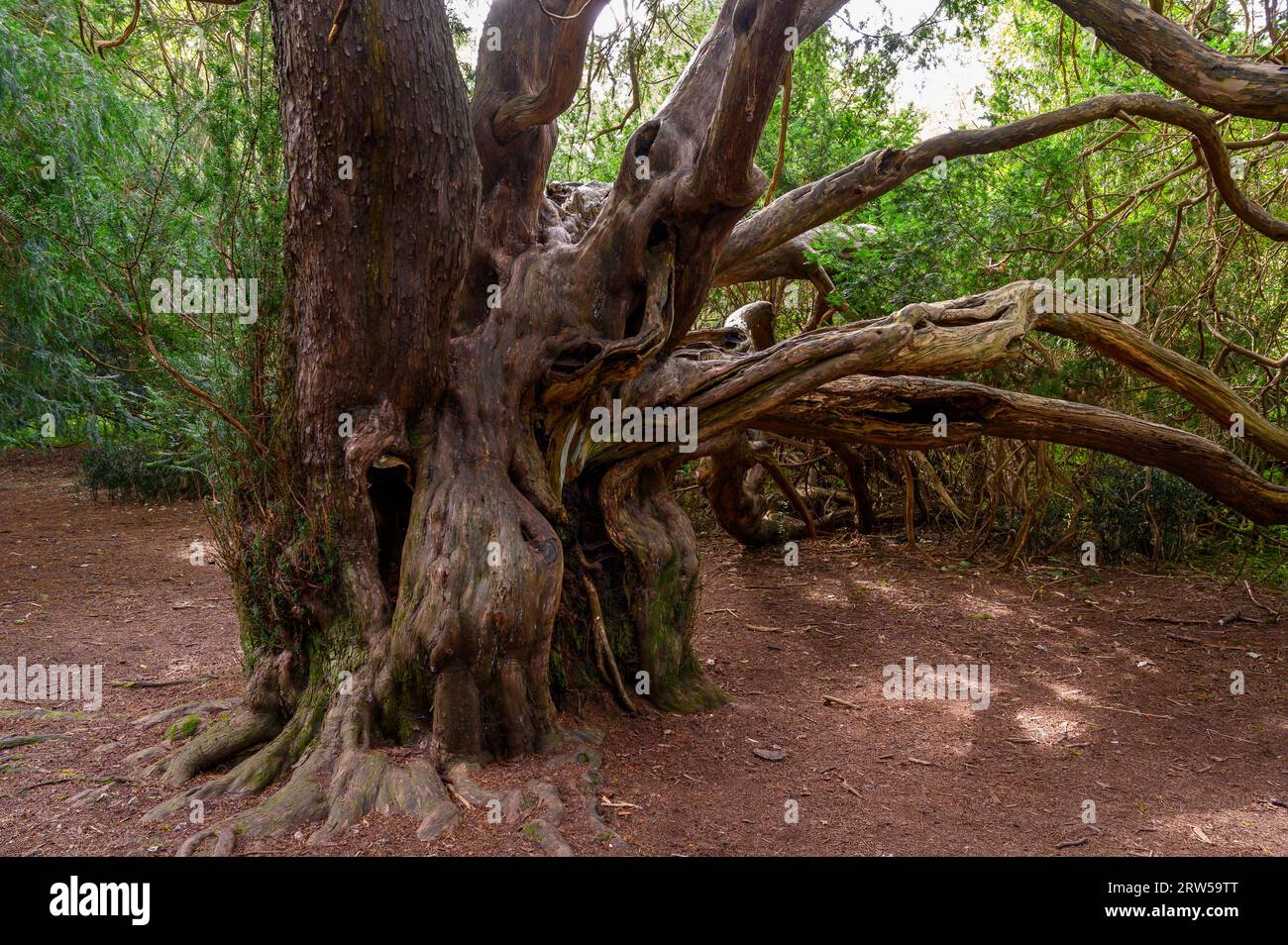 Yew tree in the ancient Kingley Vale yew forest with trees estimated up ...