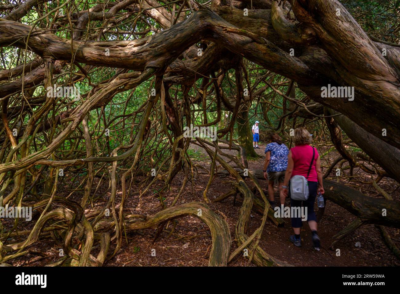 Visitors walk under a yew tree in the ancient Kingley Vale yew forest ...