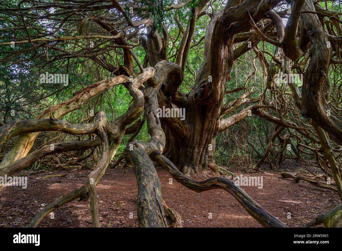 Yew tree in the ancient Kingley Vale yew forest with trees estimated up ...