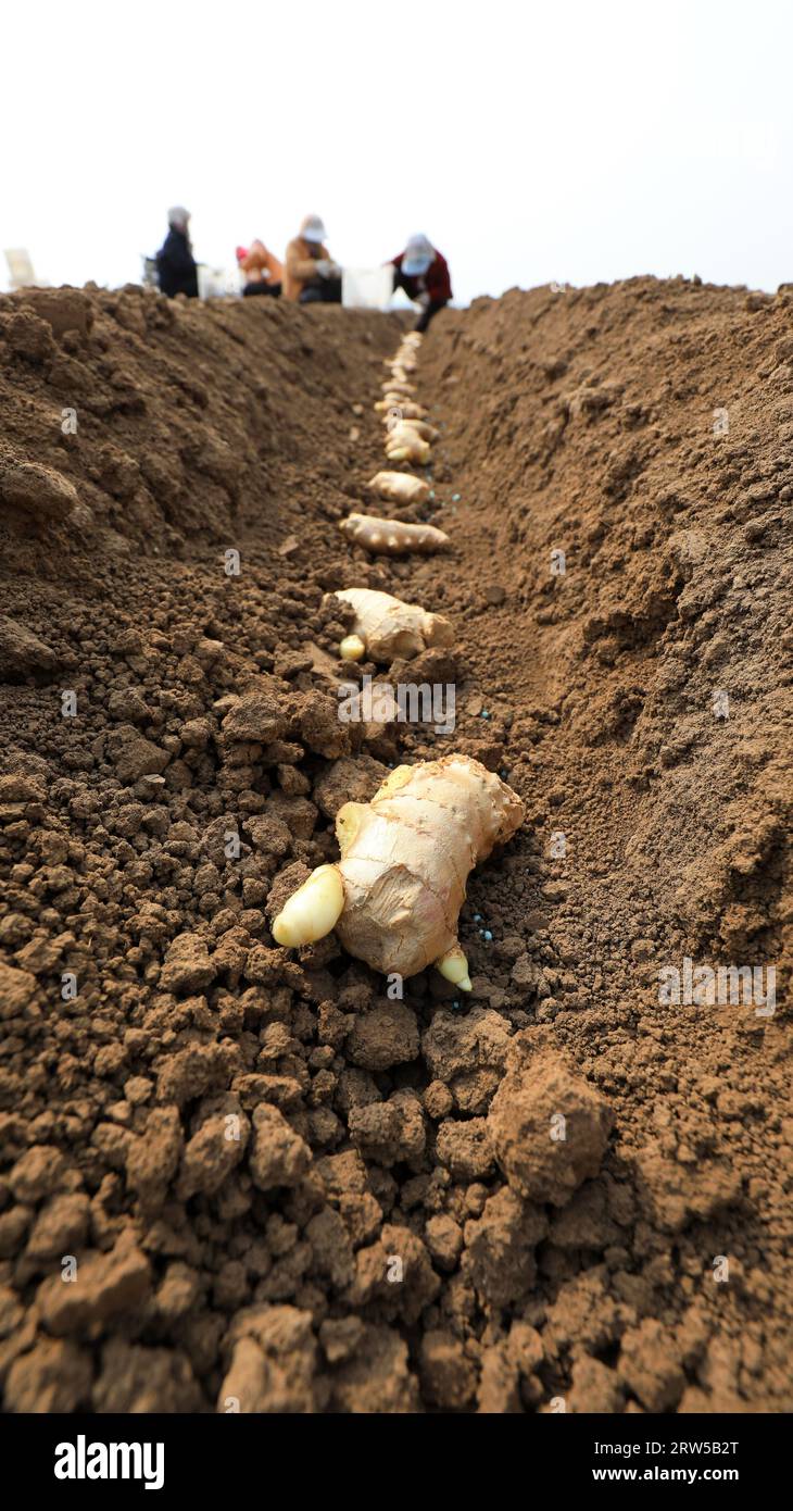Farmers grow ginger in fields hi-res stock photography and images - Alamy