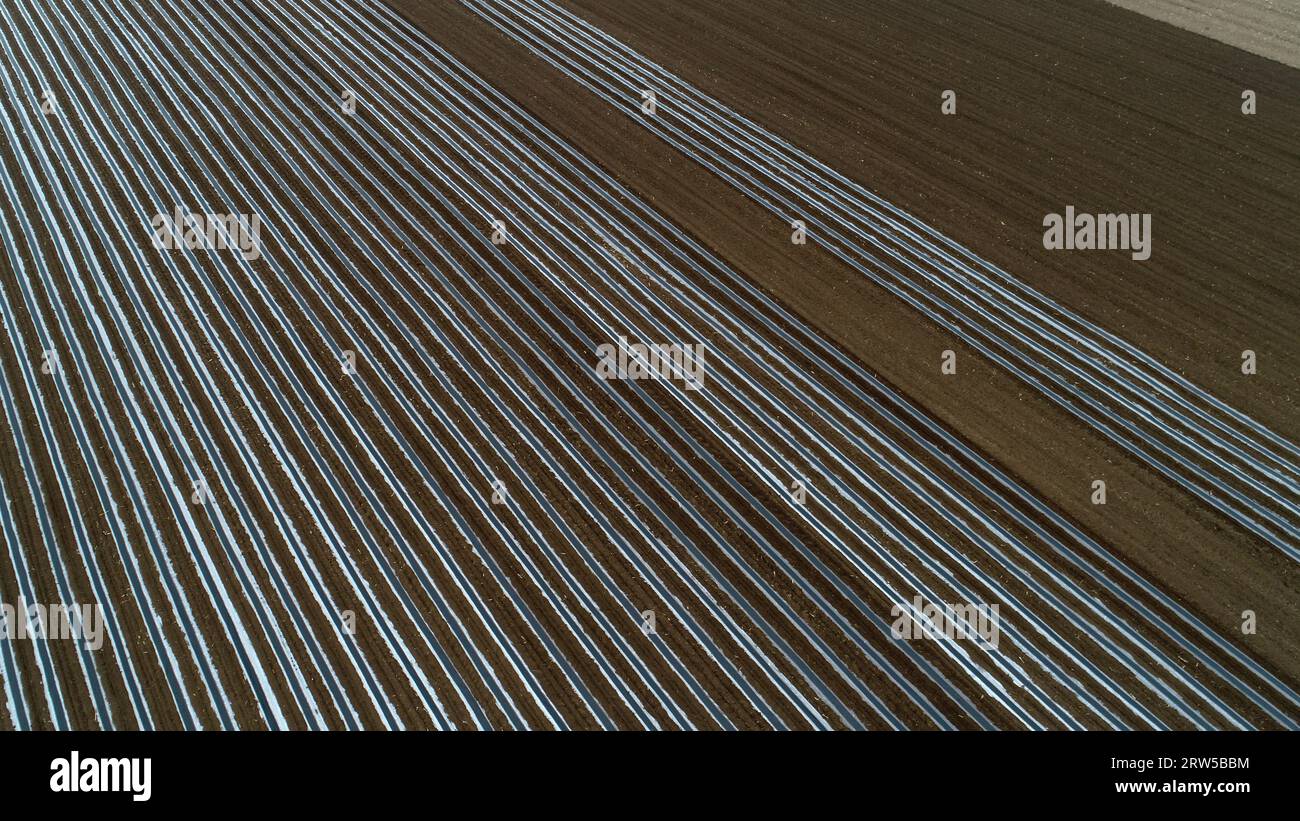 Field just planted with plastic film corn, aerial photo, North China ...