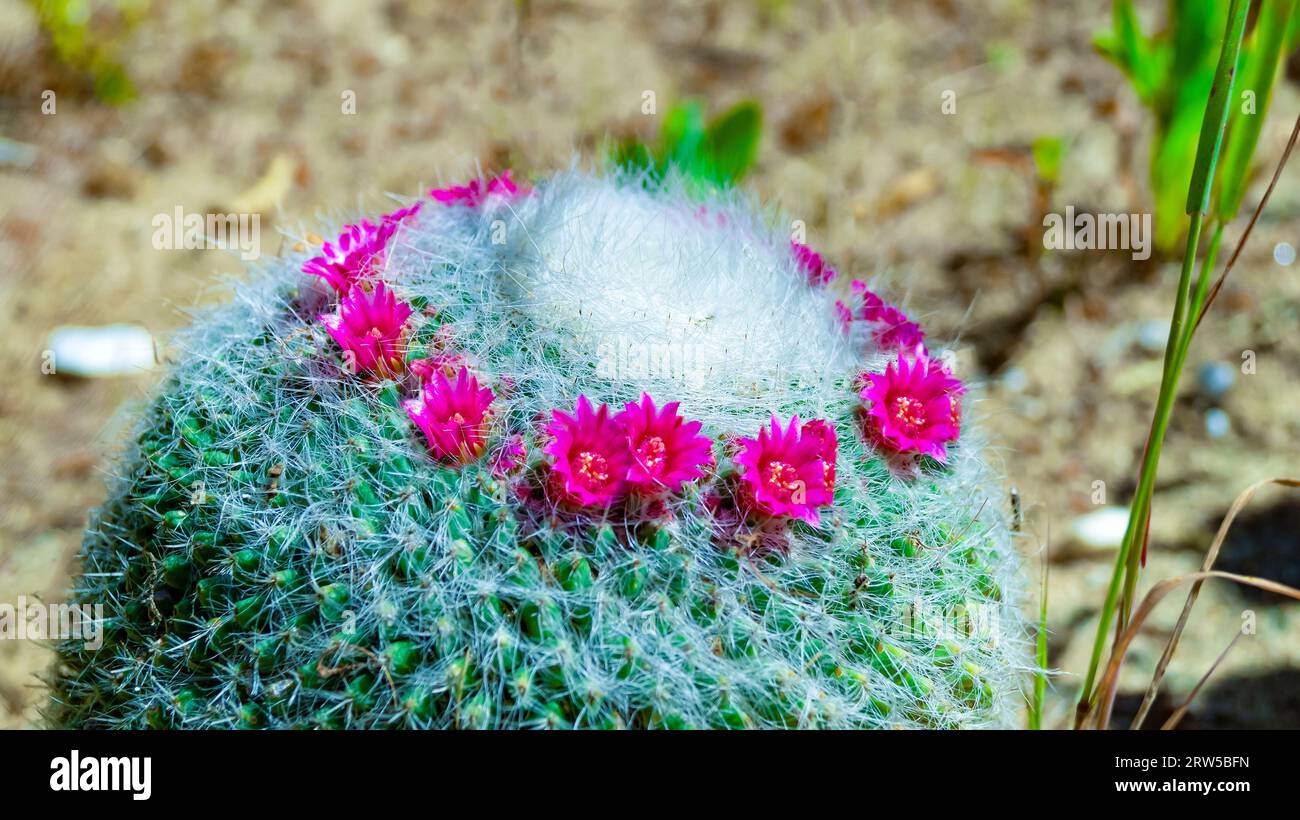 Cactus close up purple spikes hi-res stock photography and images - Alamy