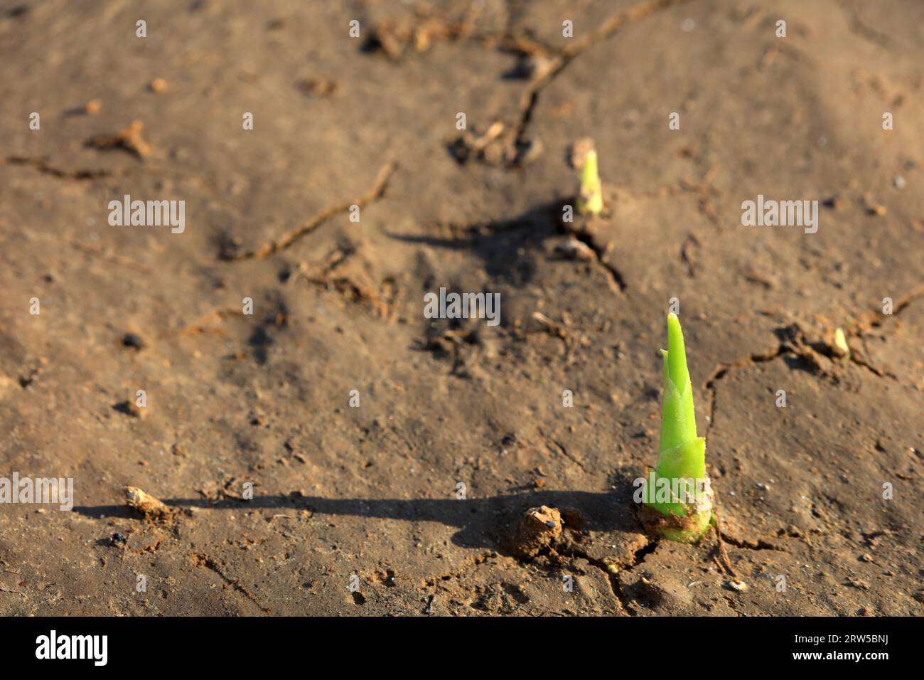 White jade hairpin flower bud in botanical garden, North China Stock ...