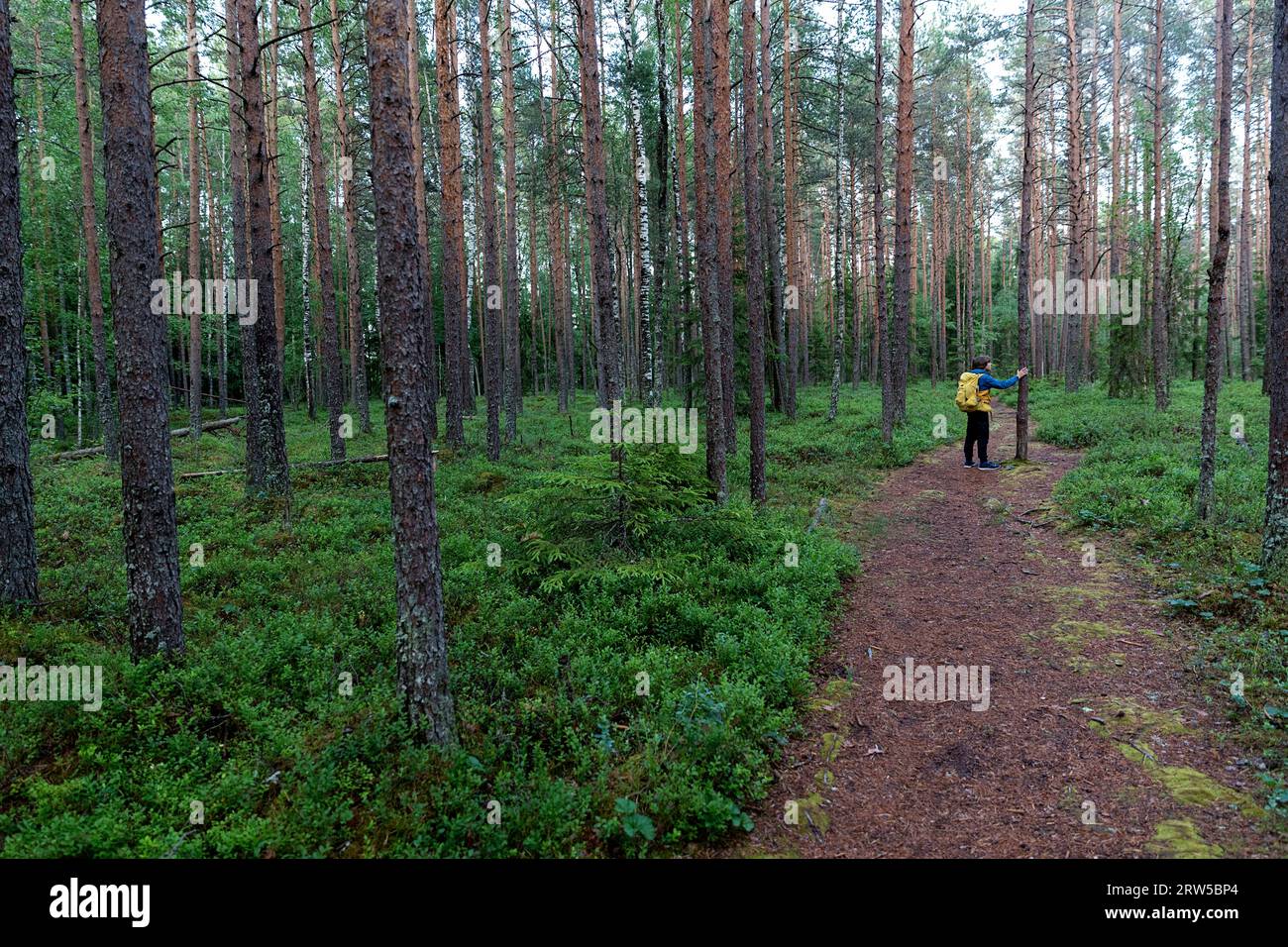 Boy tourist with a backpack enjoying beautiful forest trail on ...