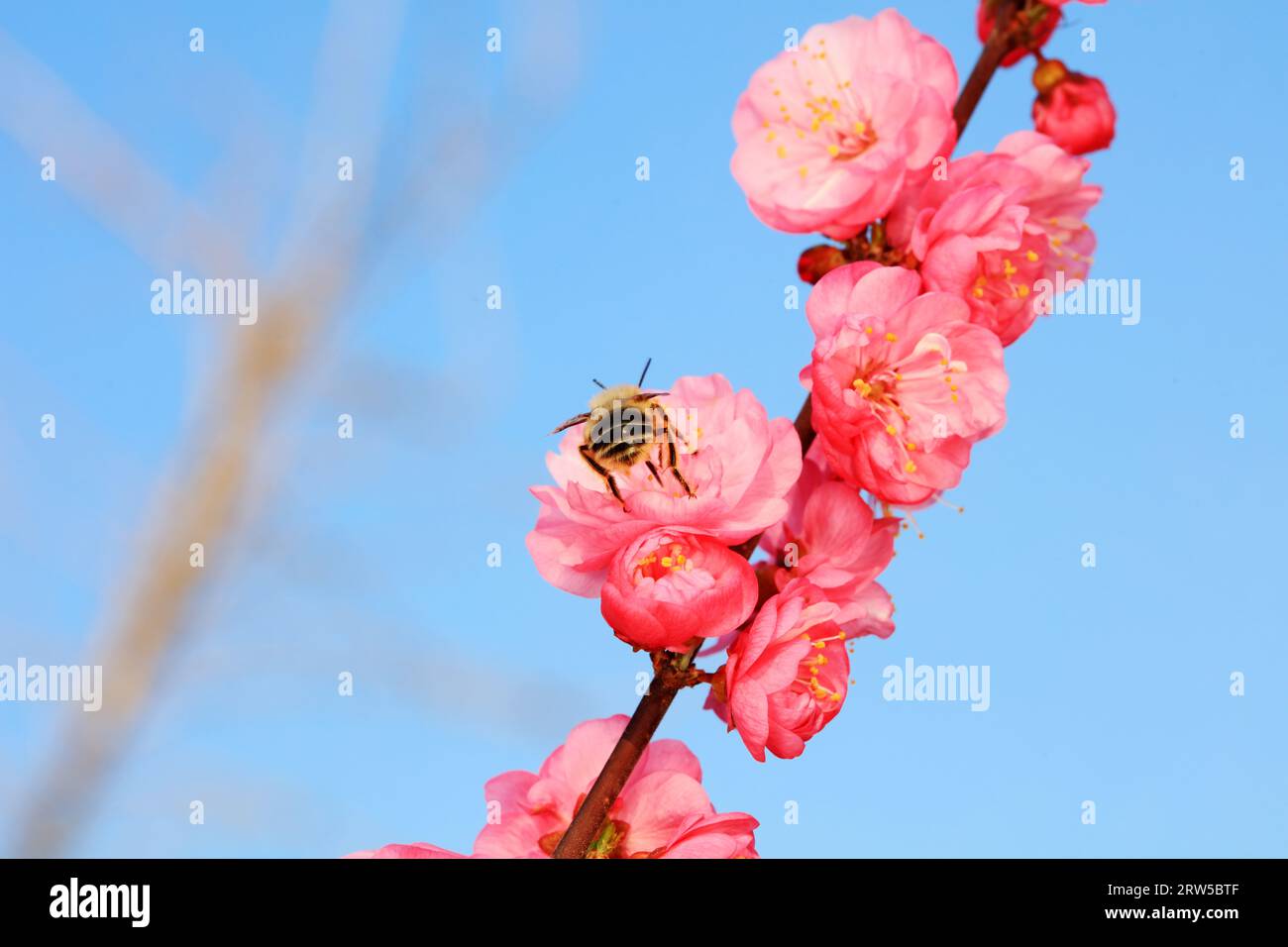 Bees collect nectar pollen from hi-res stock photography and images - Alamy
