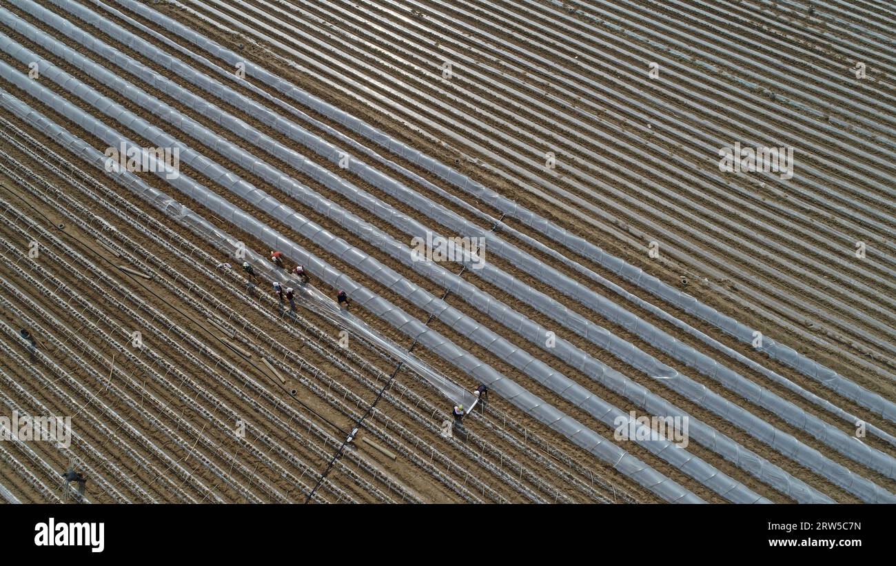 Farmers are planting sweet potato seedlings in the fields, North China ...