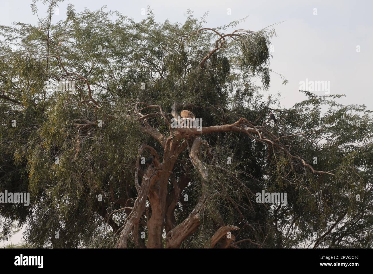 A Toothbrush tree (Salvadora persica) with a Steppe Eagle (Aquila ...