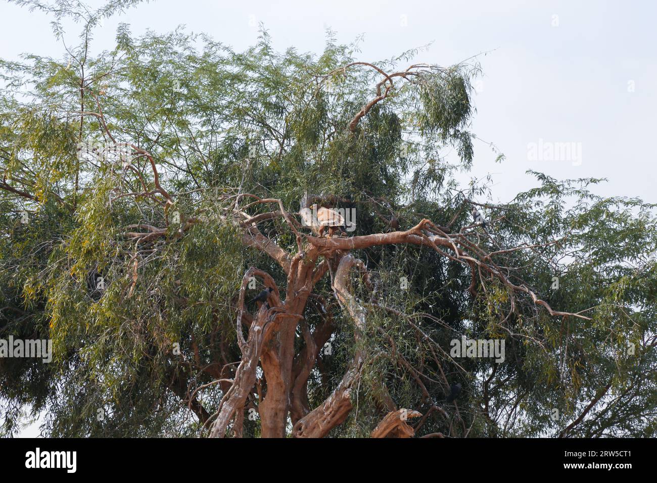 A Toothbrush tree (Salvadora persica) with a Steppe Eagle (Aquila ...