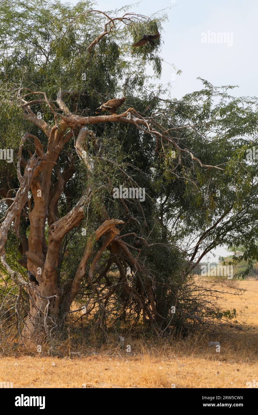 A Toothbrush tree (Salvadora persica) with a Steppe Eagle (Aquila ...