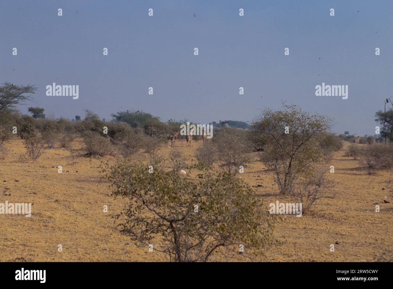New World Mesquites tree (Genus Neltuma) in the Rajasthan desert with ...