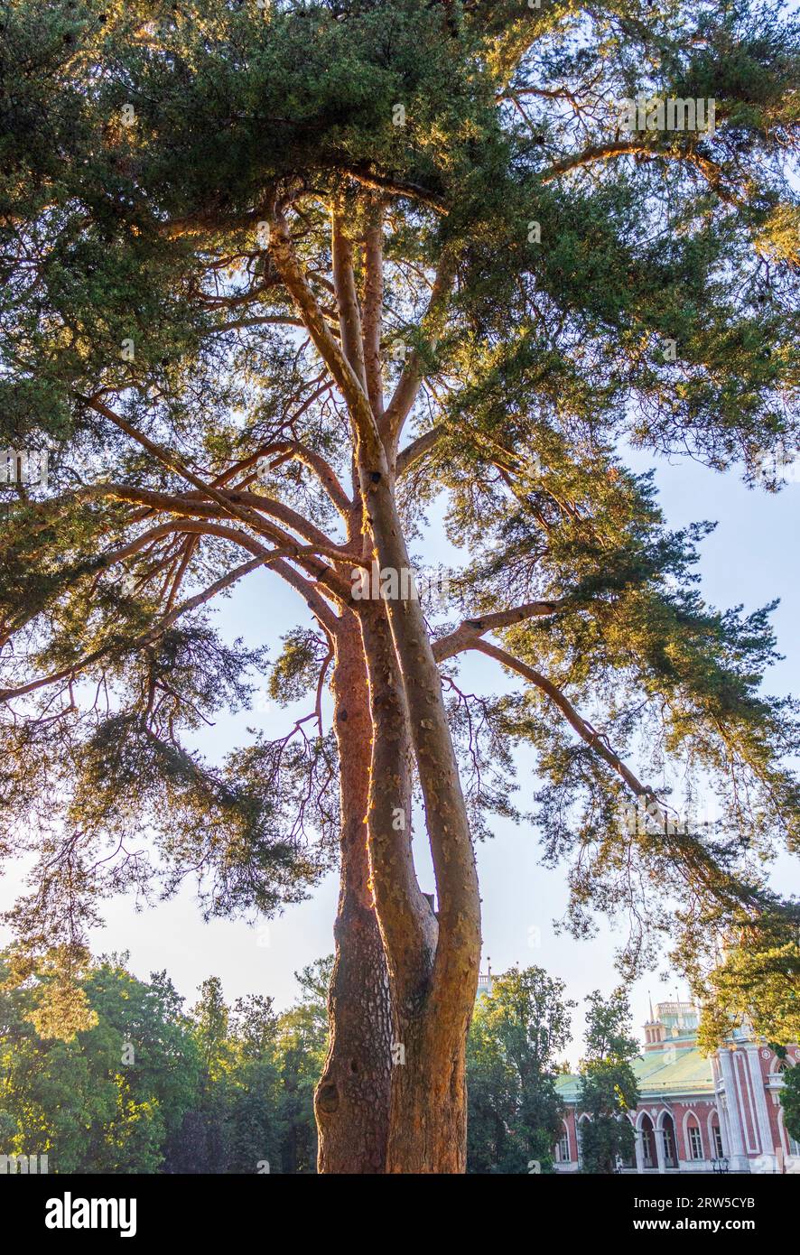 Shot of the big pine tree Stock Photo - Alamy