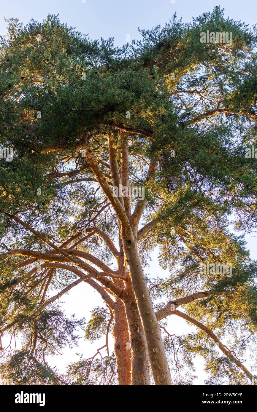 Shot big birch trees hi-res stock photography and images - Alamy